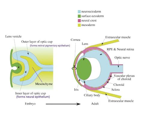 Development Of Eye From Optic Cup Plexus Products Muscle Vascular