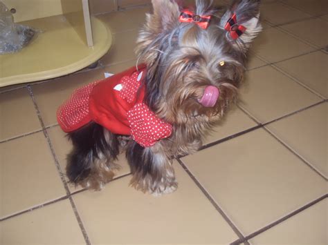 ♕soltando Os Bichos Roupas Para Cachorro