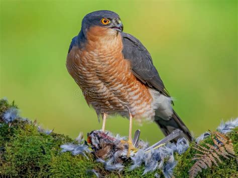 Eurasian Sparrowhawk Accipiter Nisus With Its Prey Stock Image