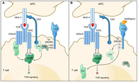 Tim 3 And Its Role In Regulating Anti Tumor Immunity Pmc