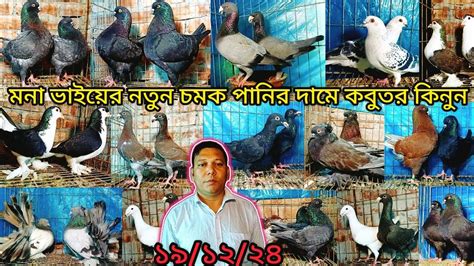 মনা ভাইয়ের নতুন চমক পানির দামে কবুতর কিনুন পাইকারি দামেসবচেয়ে কম