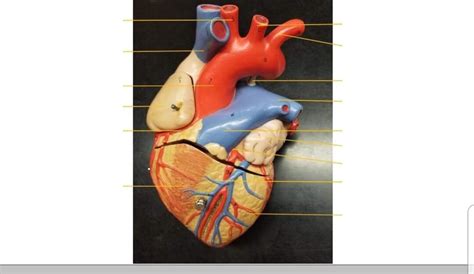 External Anatomy Human Heart Diagram Quizlet