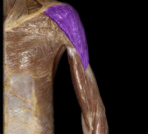 Anatomy Musculature Flashcards Quizlet