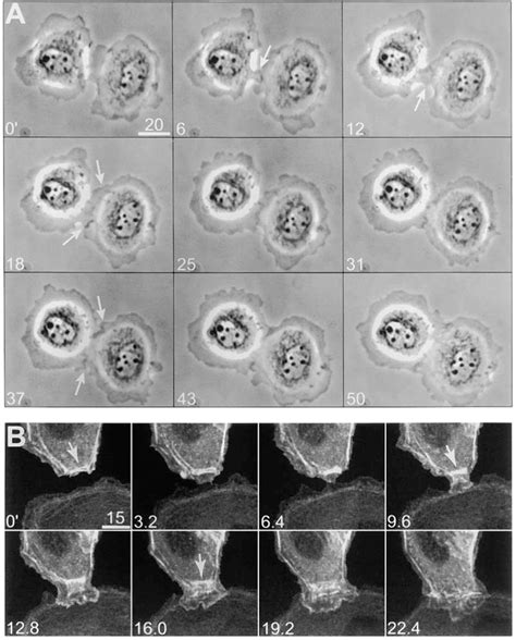 Figure 1 From Spatio Temporal Regulation Of Rac1 Localization And