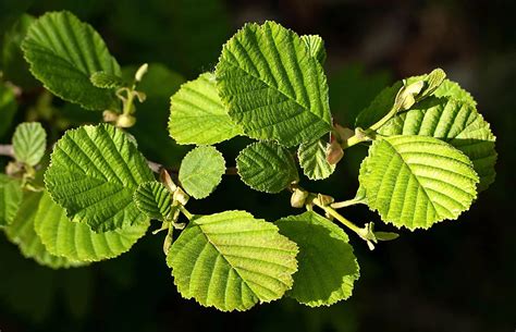 Direct Plants 3 X Alnus Green Alder Trees 5 6ft Tall By Direct Plants