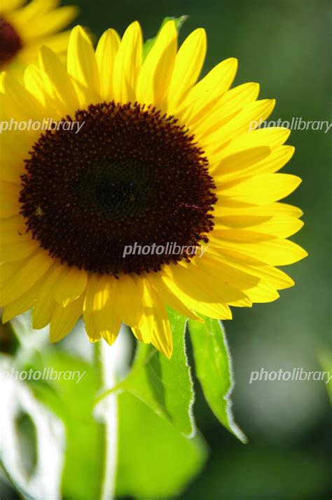Photolibrary