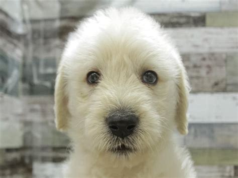 ラブラドゥードル ラブラドールレトリーバープードル クリーム の子犬を価格や特徴で探す ペットショップ探すならpetmi