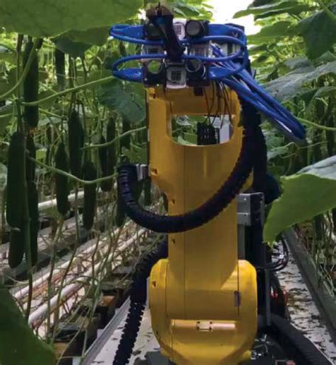 Cucumber Harvesting Packing Automation On The Cusp For Robotics Firm Produce Processing