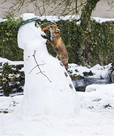 英男子收養了喪失母親的小狐狸，在後院裏它和雪人先生來了場邂逅 每日頭條