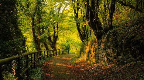 Full Hd Tree Wallpapers Top Free Full Hd Tree Backgrounds