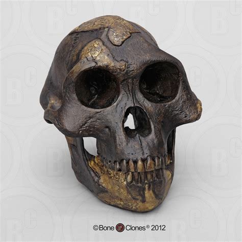 Australopithecus Afarensis Skull Lucy Dark Finish Bone Clones Osteological Reproductions