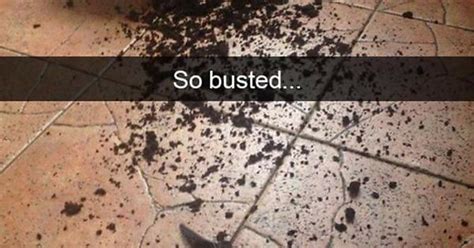 My First Dump Funny Cats Of Snapchat Album On Imgur