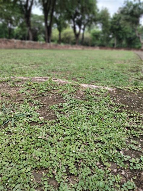 Green Ground Cover Quite Grass Moist Place Tree Stock Image Image