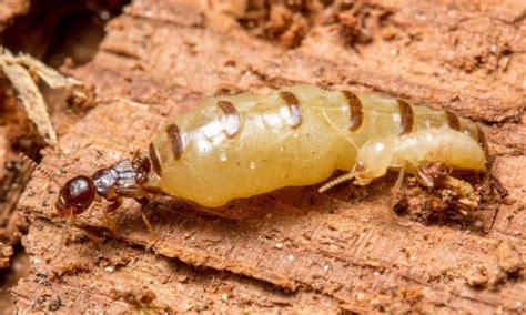 How Do Termites Use Pheromones Massey Services Inc