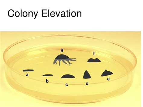 Basic Bacteria Shape