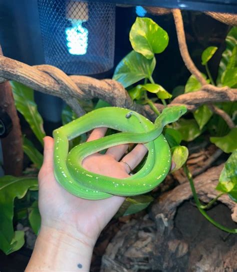 Green Tree Python Bioactive Enclosure ~ Complete Setup Reptiles And Amphibians Gumtree