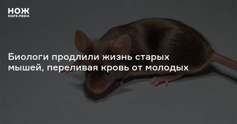 Биологи продлили жизнь старых мышей переливая кровь от молодых — Нож