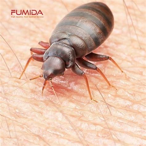 Jasa Pembasmi Kutu Busuk No1 Fumida