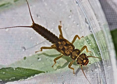 Aquatic Insects Of Central Virginia The Question Of Habitat And