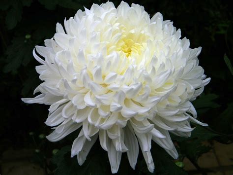 10 White Flowers For Garden Alices Wonderland Nursery