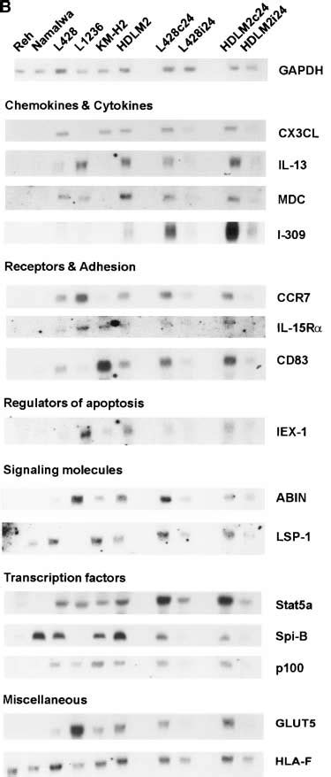 Verification Of Novel Nf B Target Genes A Nf B Binding Activity