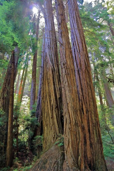 Muir Woods National Monument With Tall Coast Redwoods Trees California