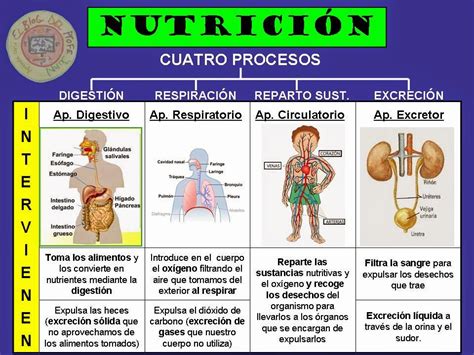 La Función De Nutrición Ii Didactalia Material Educativo