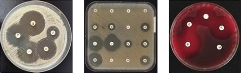 Photos From The Testing Dataset Download Scientific Diagram