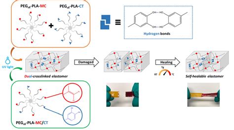 Dual Crosslinked Degradable Elastomeric Networks With Self Healing Properties Bringing Multi