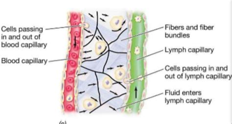 Ch 26 Flashcards Quizlet