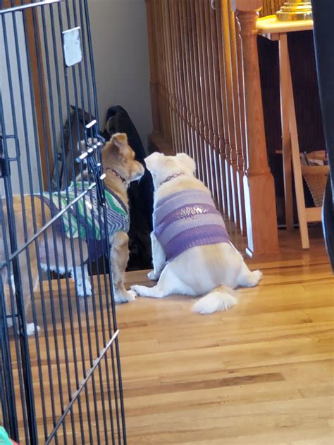 Caught This Sploot Today Rsploot