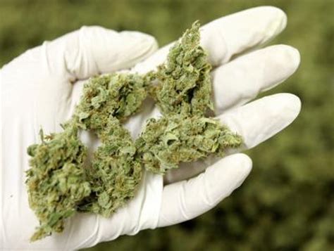 La Produzione Italiana Di Cannabis è Già A Rischio Stop Dolcevita