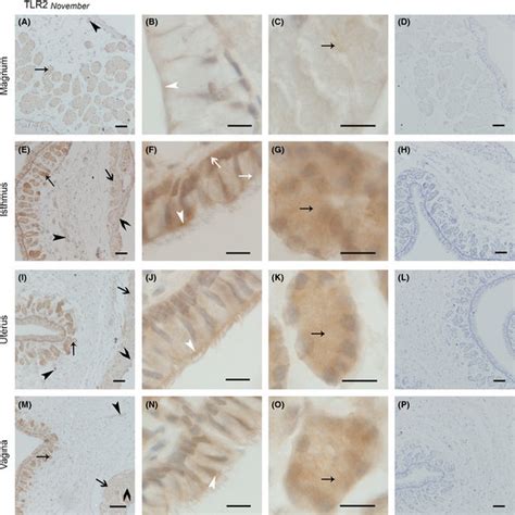 The Histological Structure Of The Turtle Oviduct After Hande Staining
