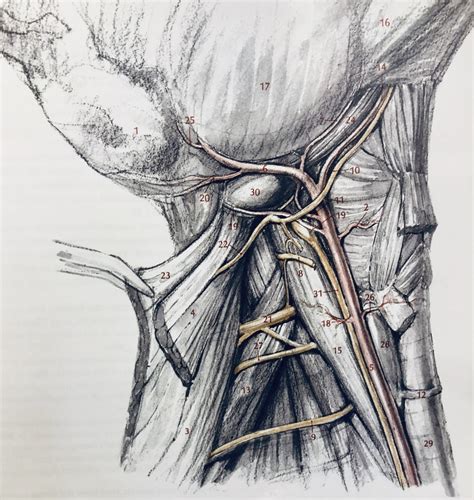The Right Common Carotid Artery Diagram Quizlet