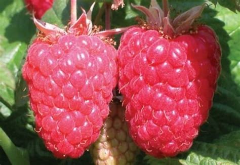 Малина "Каскад делайт": описание сорта, фото, отзывы