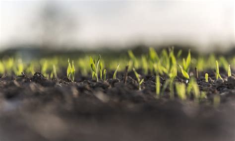 Twelve Biotechnology Projects Boost The Green Transition Research