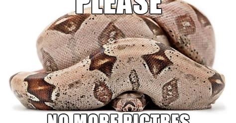 Please Meme On Imgur