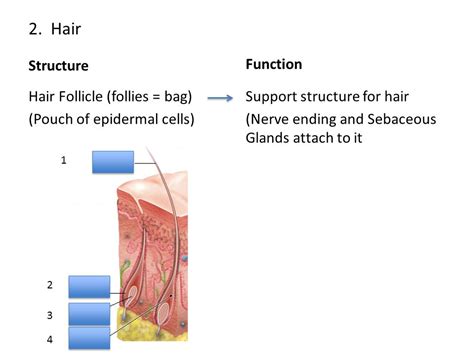 Hair Follicle Structure And Function