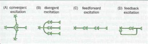 Neuro 10 Midterm Diagram Quizlet