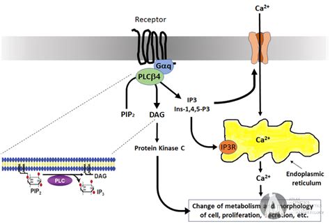 Plcb4 Phospholipase C Beta 4
