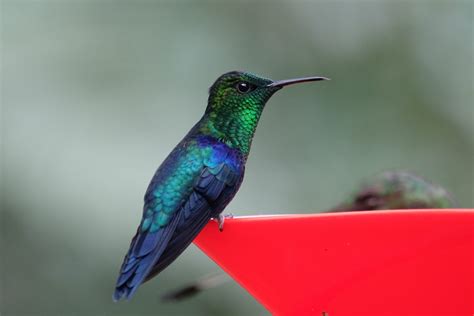 Kolibry – terraincognita.pl