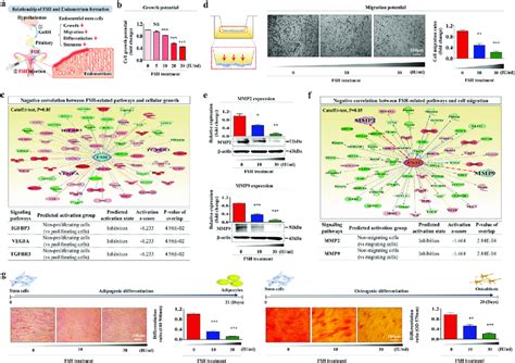 Fsh Treatment Markedly Reduces The Growth Migratory And Multilineage Download Scientific