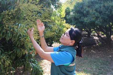 เตรียมพร้อมชิมลิ้นจี่ค่อม ของดีเมืองสมุทรสงคราม สถานีวิทยุกระจายเสียงเพื่อการเกษตร