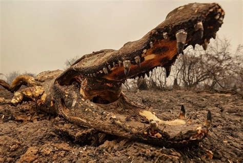 Montanhista que retratou Pantanal está desaparecido nos Andes há 4 dias