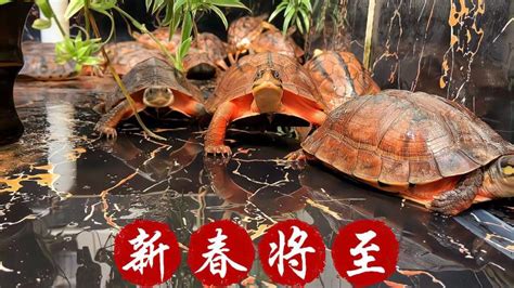 这是金钱龟，见者2021，必发大财自然动物好看视频