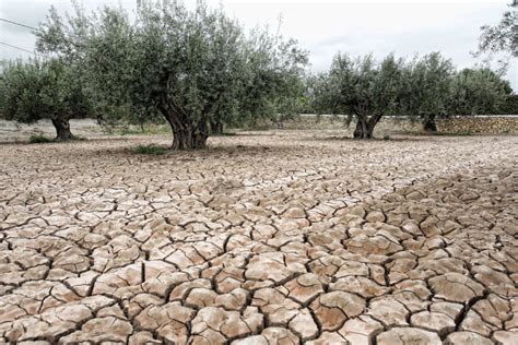 La Histórica Sequía Ha Provocado Pérdidas De Más De 80 Millones De