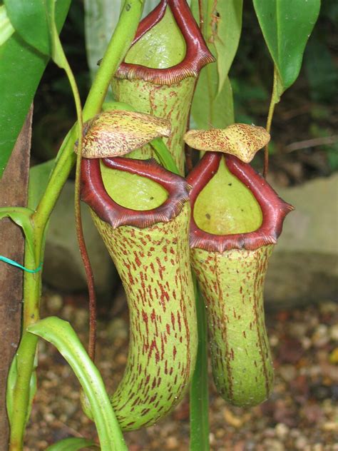 Pitcher Plants One Of About 40 Species Of Pitcher Plant Na Flickr