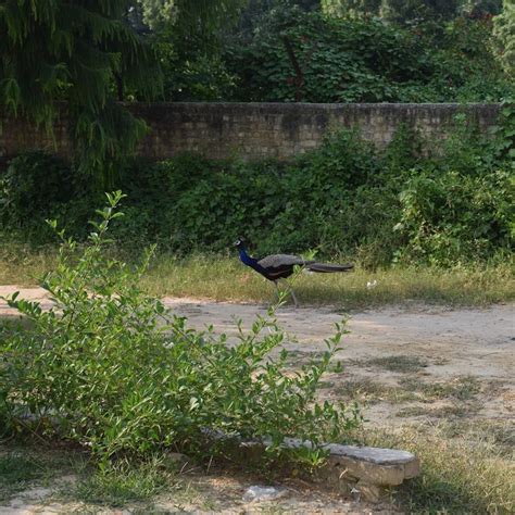 Beautiful Peacock And It Is Our National Bird 🐦 Peacocks Are Of Bright