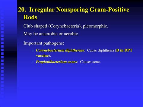 Ppt Chapter 11 Characterizing And Classifying Prokaryotes Powerpoint