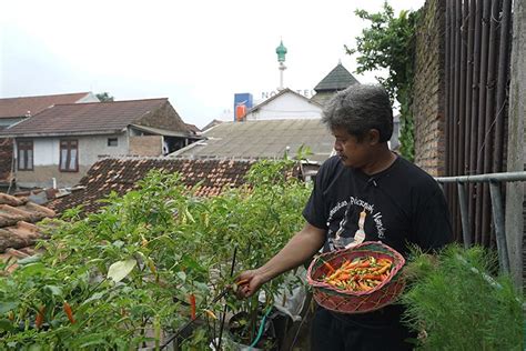 Petani Cabai Yang Sukses Bercocok Tanam Dari Atap Rumah